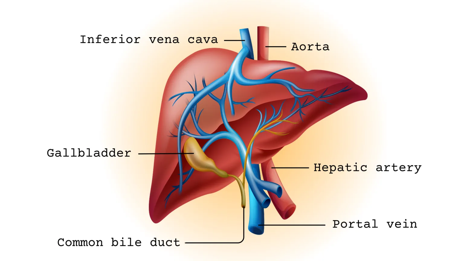 All about liver mets - Colontown University
